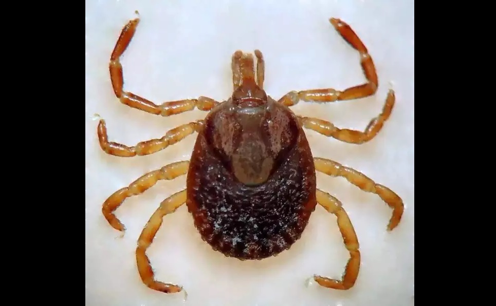 Estado orienta sobre sintomas e tratamento da febre maculosa | InfocoMS