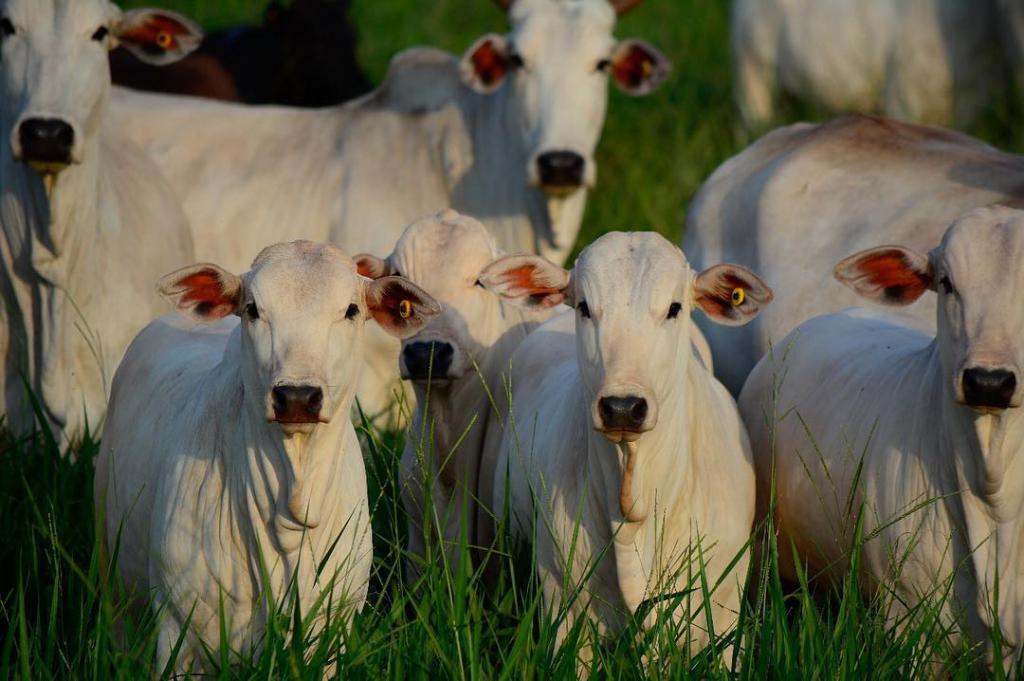 Valorização no mercado de reposição reduz abate de fêmeas, diz Cepea ...