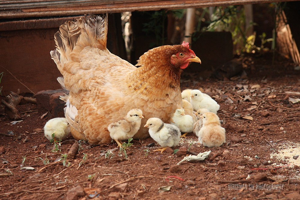 Vídeo: produtor leva pintinhos para soltar em agência do Banco do ...